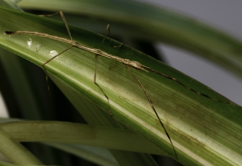 Vandrande pinnar till salu!!