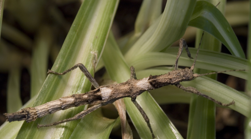 Vandrande pinnar till salu!!